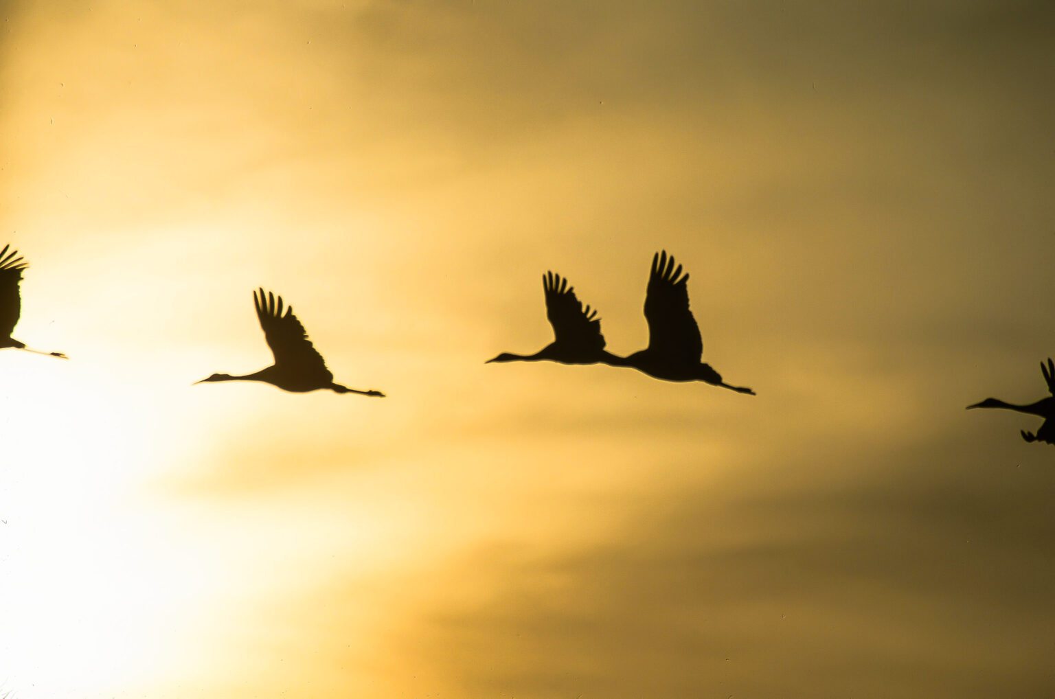 Coded for darkness: how artificial light at night impacts humans and ...